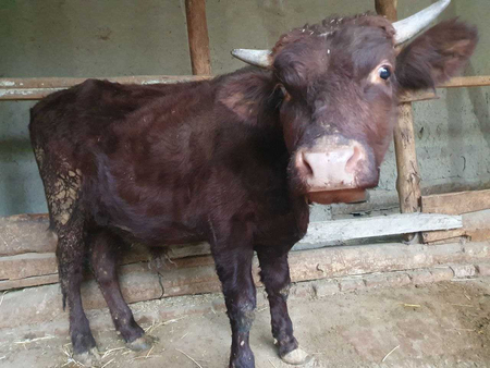 Zotdor Buqa sotiladi barakali