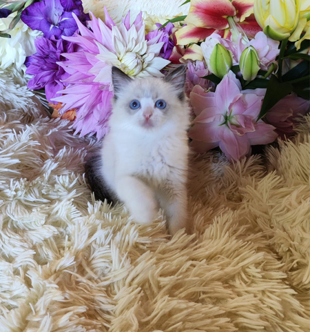 Продаётся котёнка Рэгдолл Ragdoll