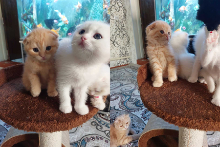 Мы предлагаем вам 5 очаровательных котят!