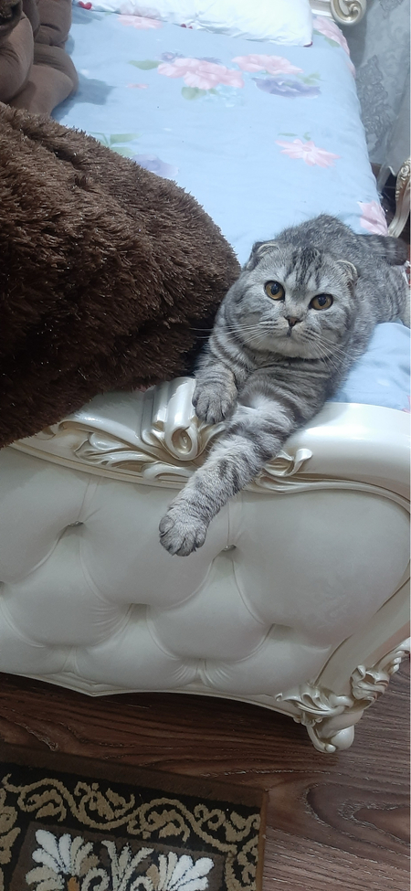 Кошка 3 года скотиш фолд