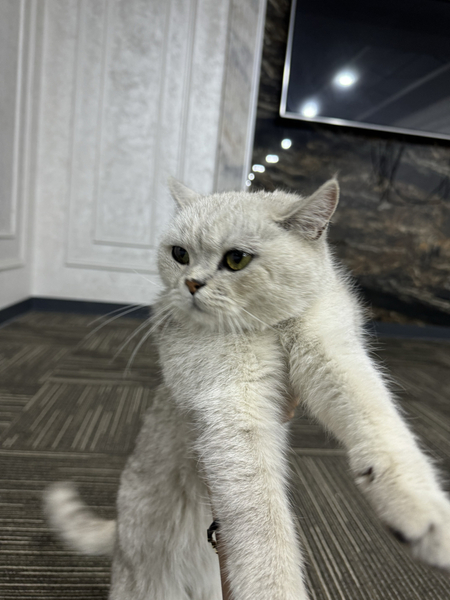 Кот мушук страйт