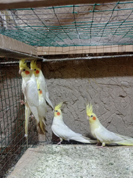 Karela toti 9 Dona bor