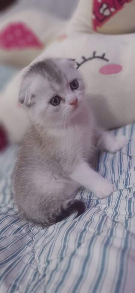 (2) Скоттиш фолд boys