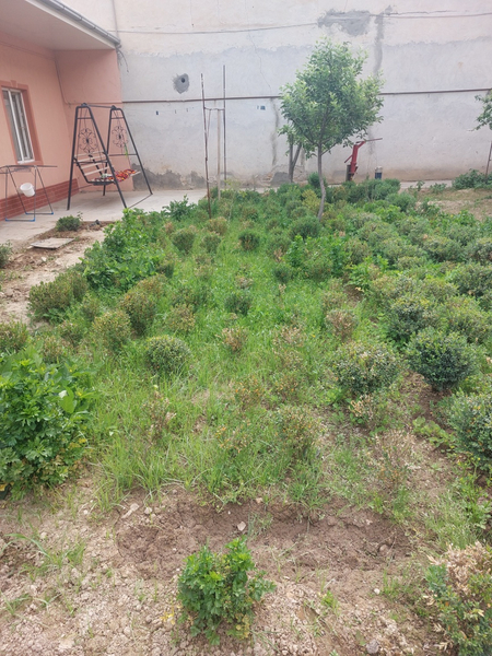 Shamshod kuchatlari