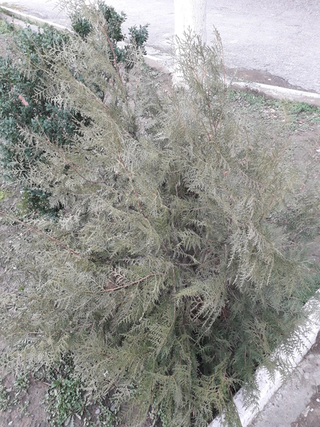 Шамшод шамшод шамшод