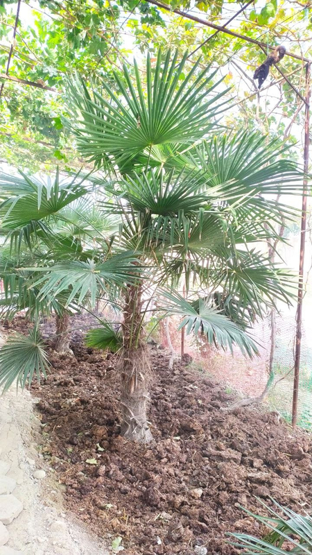 Palma koʻchatlari