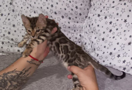 Чистокровные Бенгальские котята