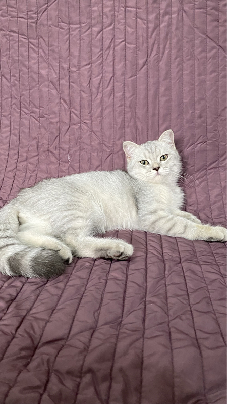 Котенок Шиншилла 150$
