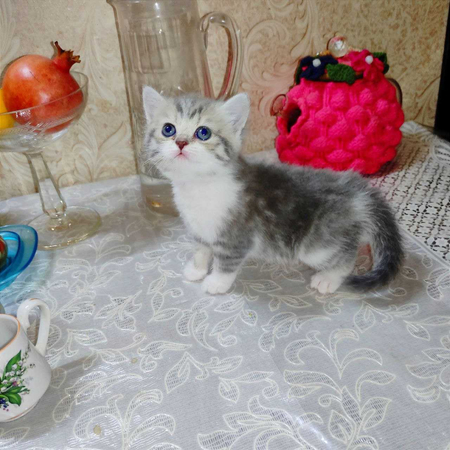 Готовитьс к продаже и бронируется котенок манчкин,девочка
