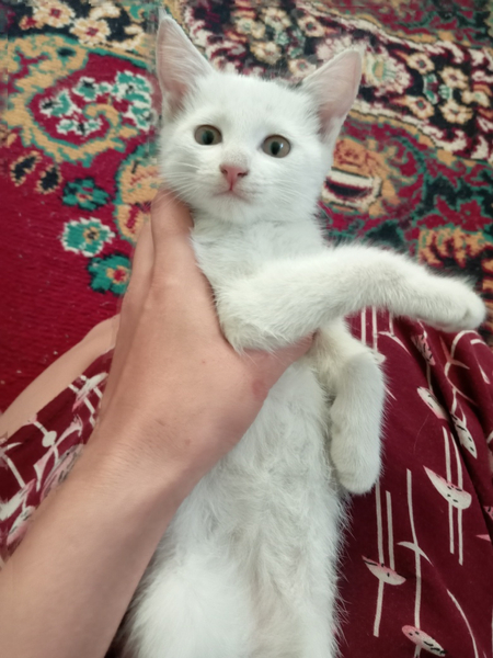 Котёнок в добрые руки. Срочно!