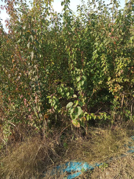 Mevali daraxt ko\\\'chatlari