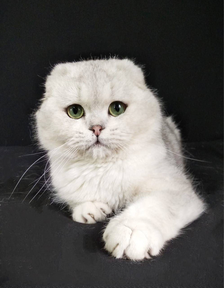 Вязка !!!Супер красавчик шотландский вислоухий Кот