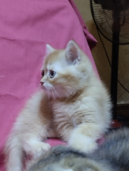 Продам шотландских котят