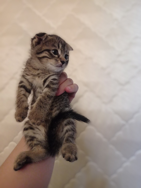 Скоттиш Фолд котёнок