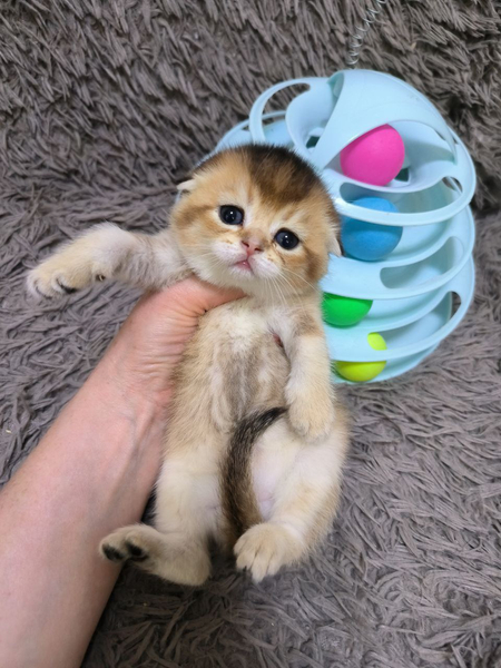 Котята от правильной вязки