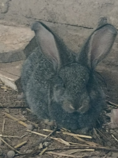 Flandr quyonlari sotladi