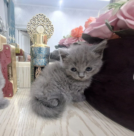 Продаются котята скоттиш страйт