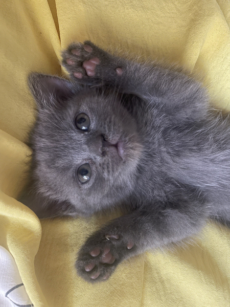 Британская короткошерстная