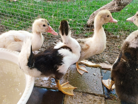Пародали Индоутка 3 ойоик
