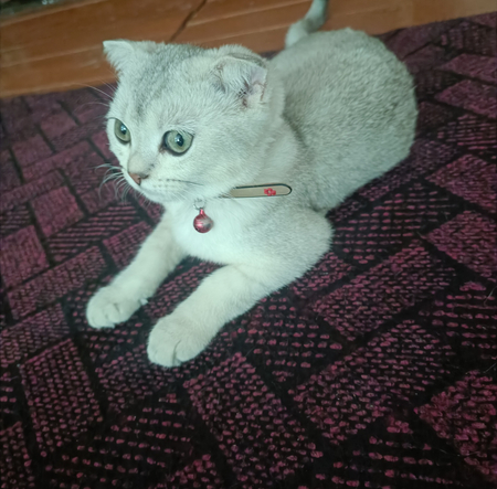 Продаётся кошечка