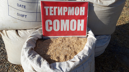 Лумбозга камич сомон