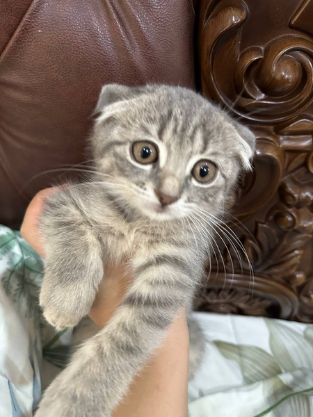 Scottish fold sotiladi