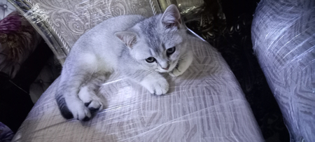 Серебристая шиншилла 1 млн