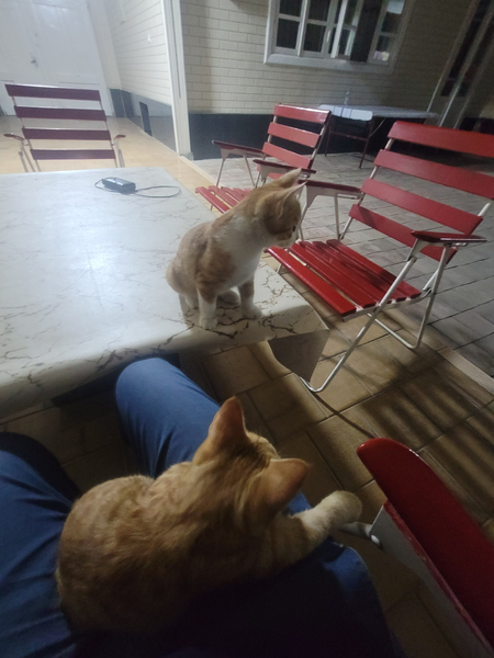 Отдам котят  хорошие руки