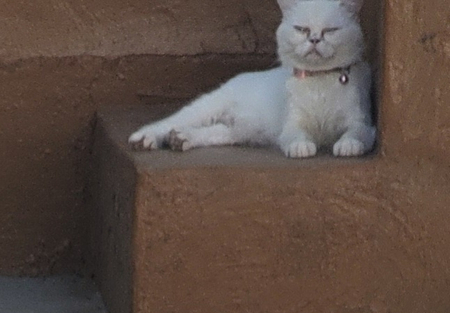 Sirochniy Brtanskiy
