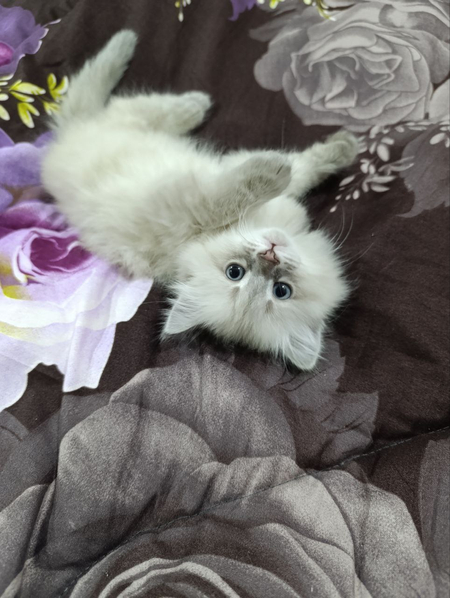 Пупсик Балинезийский как игрушка