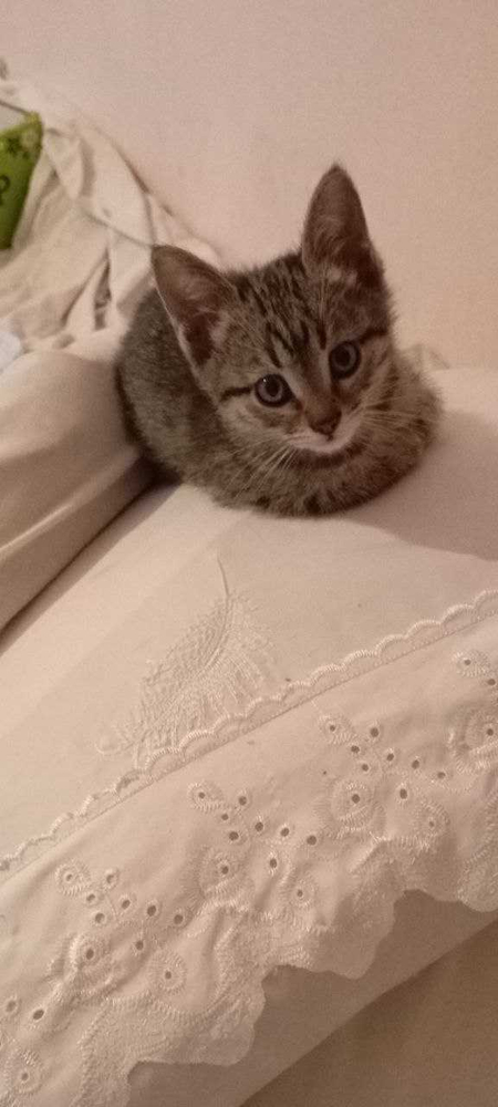 отдам бесплатно котёнка