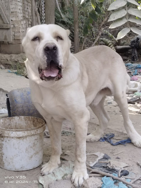 Turkman alabay sotlad