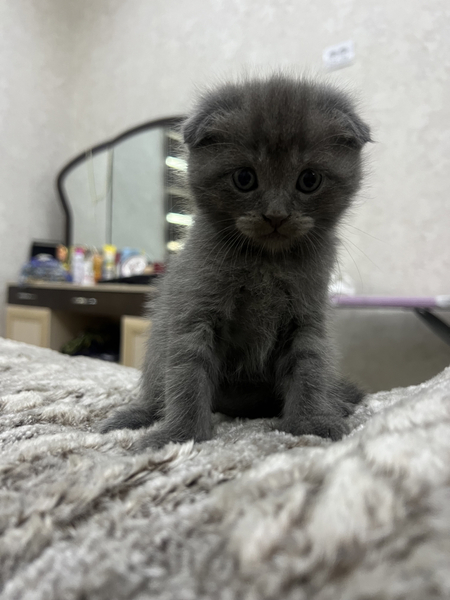 Продаю котят