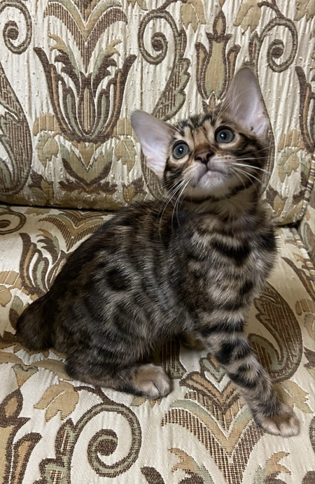 Бенгальские котята