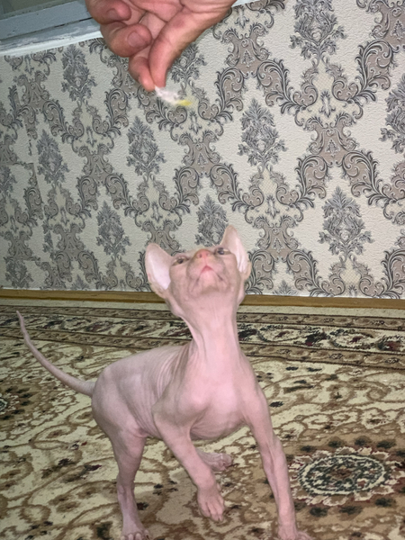 SFINKS mushugi sotiladi