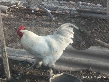 Xoroz sotiladi sotiladi