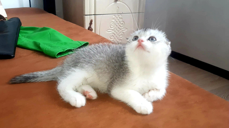 Шотландский мальчик