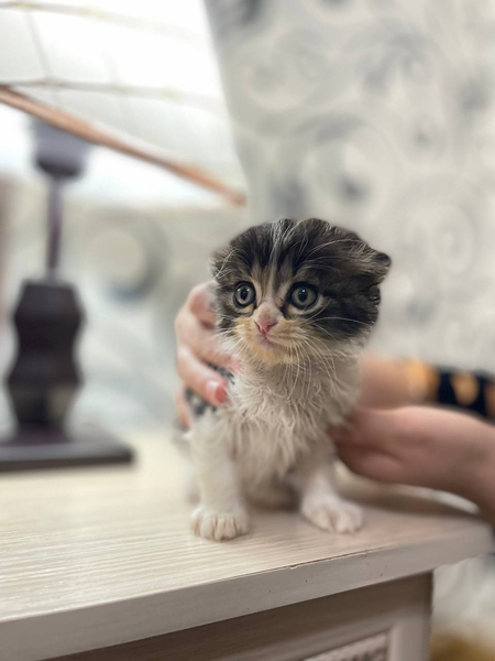 Продаются двухмесячные котята породы мейн -кун.