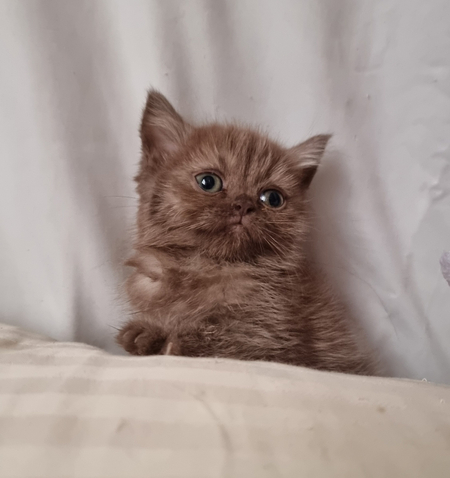 Шотладский скотиш страйт