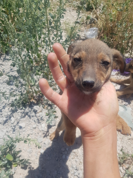 chotki kuchuk yaxshi qaralgan pitbulga qochgan