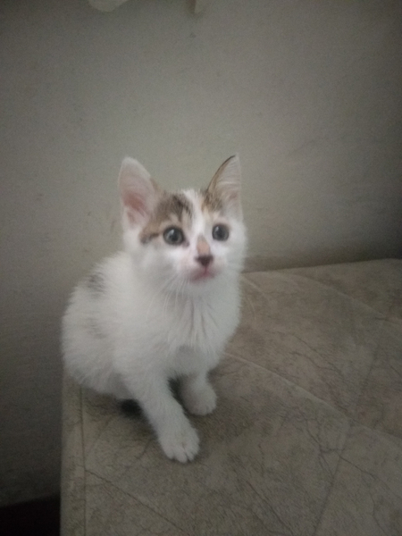 Котята в добрые руки!