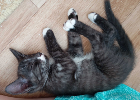 Котëнок в добрые руки!