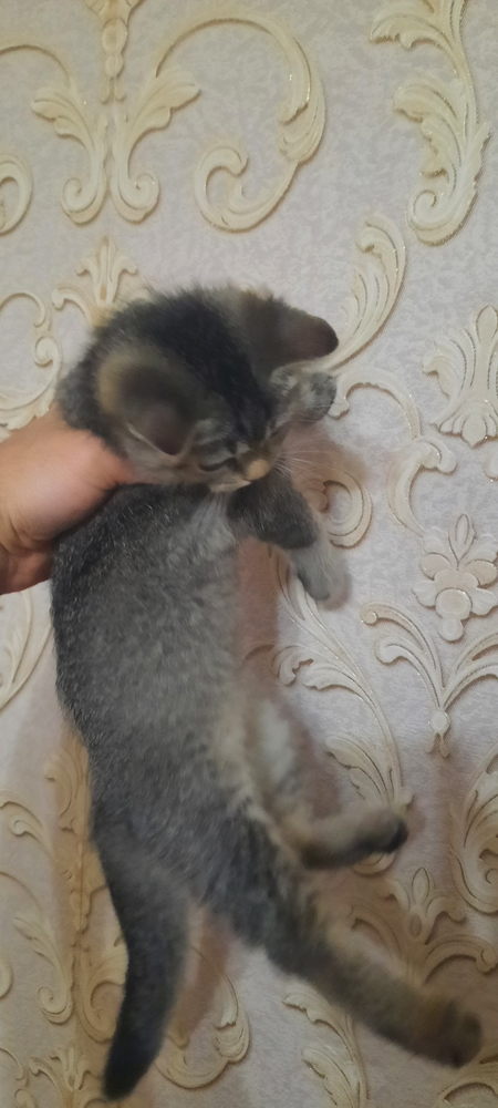 Котенок Скоттиш фолд