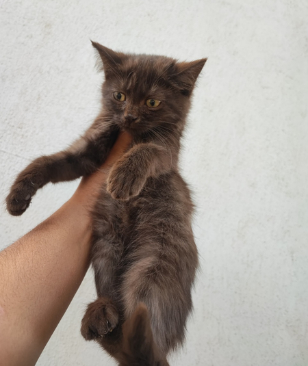 Chocco svet strayt qizcha sotiladi