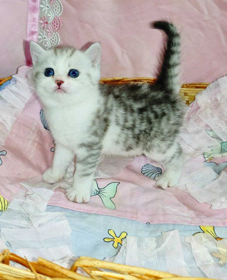 Продается котенок мальчик скотиш страйт, мама манчкин, папа шиншилла