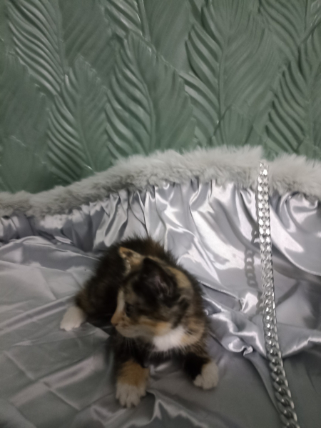 Котенок 1, 5 ойлик