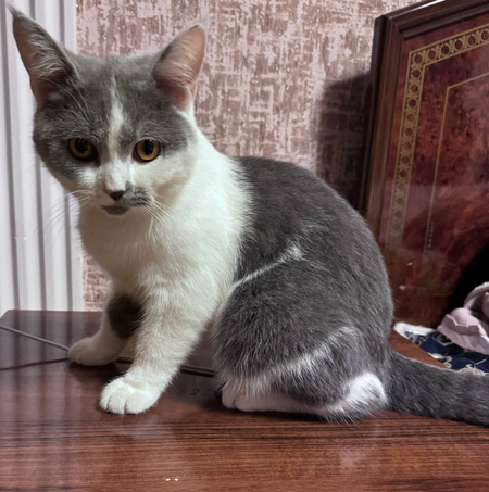 Продается кот Scottish strite