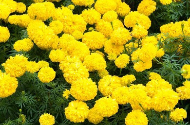 Тагес ( Щафрон ) гул