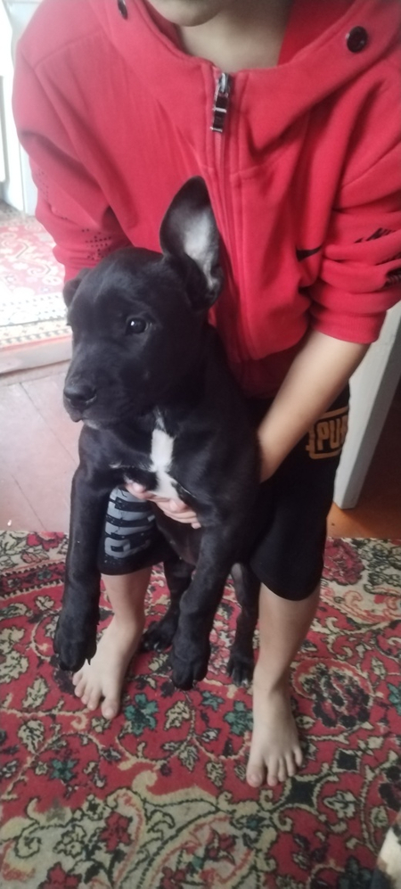 Продам собаку породы пит-буля.