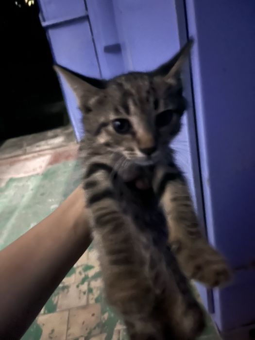 Котята, очень красивые